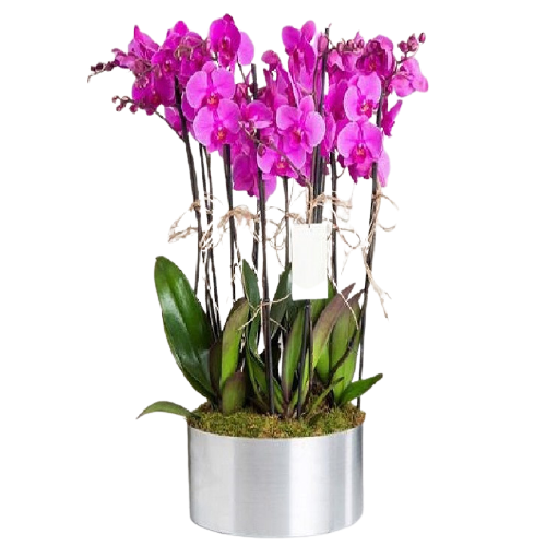Mor Orkide 10 Dallı | İstanbul Ataşehir Çiçek Çiçekçiniz İstanbul ...